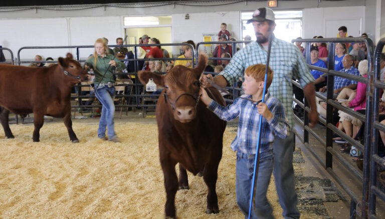 Walworth County Fair preview Thursday: Beef, sheep and cavy judging ...