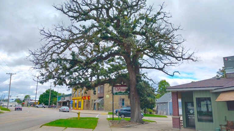 Wood carver bringing Civil War Muster Tree back to life - Walworth ...