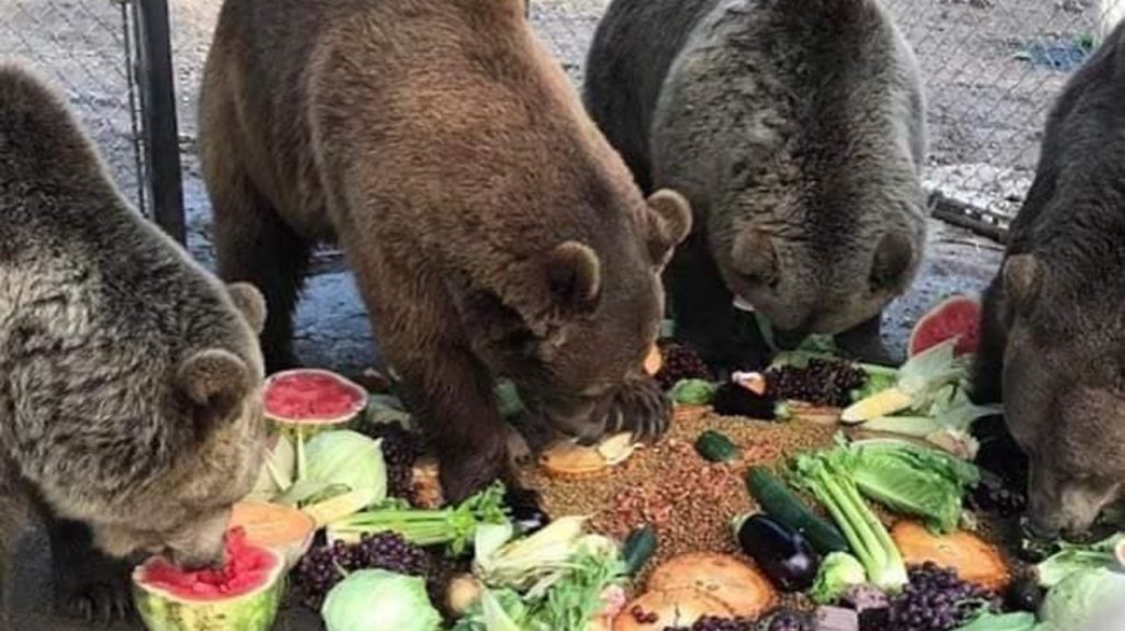 Valley of the Kings animal sanctuary and retreat in Walworth County ...